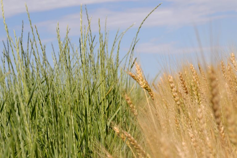 Beginner's Guide to Kernza® Perennial Grain For The Planet - Honestly ...