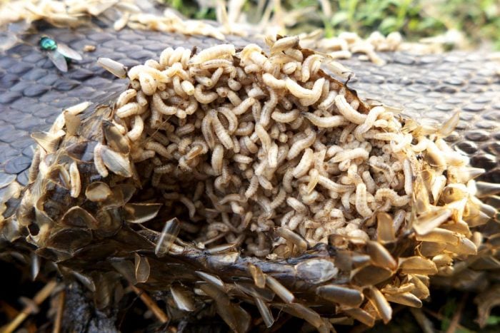 7 Ways to Prevent Maggots In Compost Bins - Honestly Modern