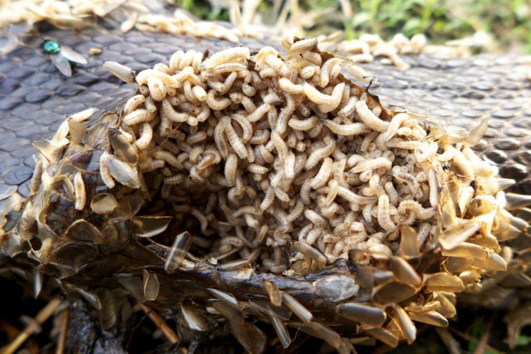 7 Ways to Prevent Maggots In Compost Bins - Honestly Modern