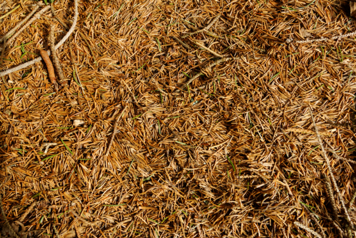 Can You Compost Pine Needles? - Honestly Modern